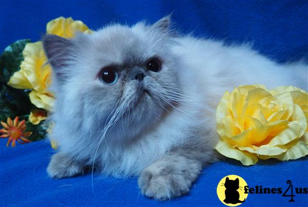 CFA SHOW QUALITY LYNX POINT