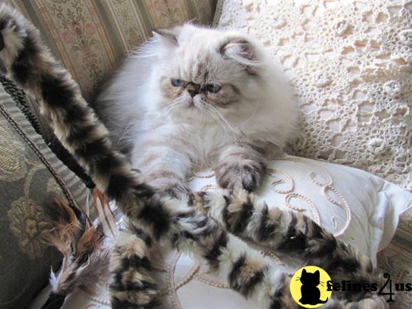 Sweetheart Himalayan Boy Seal Lynx Point