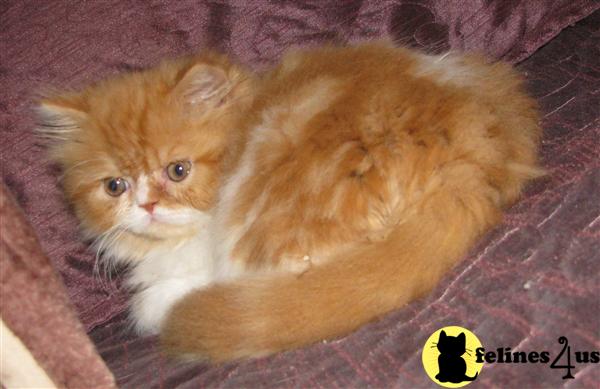 Beautiful Red and White Bicolor male Persian Kitten