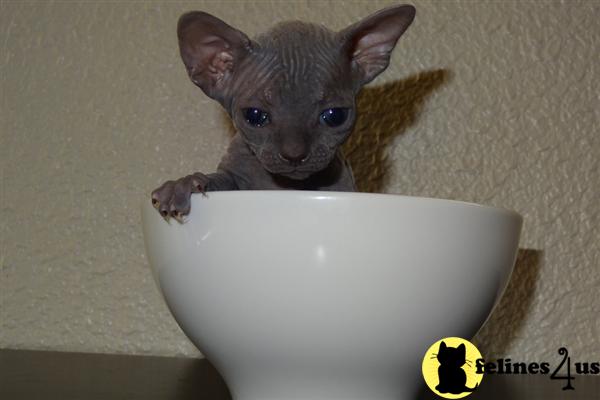 Little baby sphynx is looking for his beloved parent