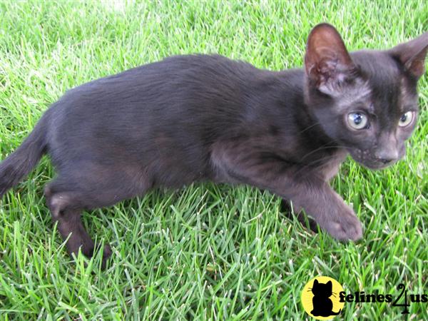 Black Bengal Female Spotted Miniature Panther Melanistic Cat Kitten TI