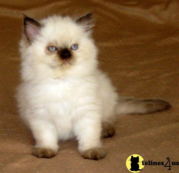 Rare Chocolate Point Himalayan Male Kitten
