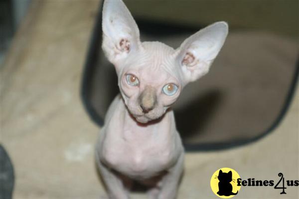 Sphynx blue tortie point female with blue eyes