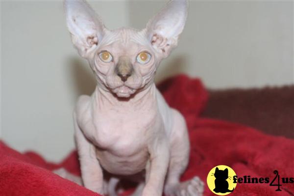 Sphynx blue tortie point female with blue eyes