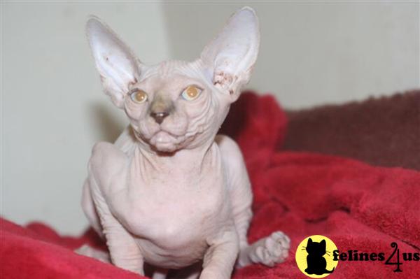 Sphynx blue tortie point female with blue eyes
