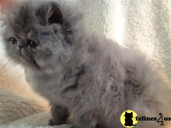 Blue-Cream Persian Female Kitten - Outstanding Quality
