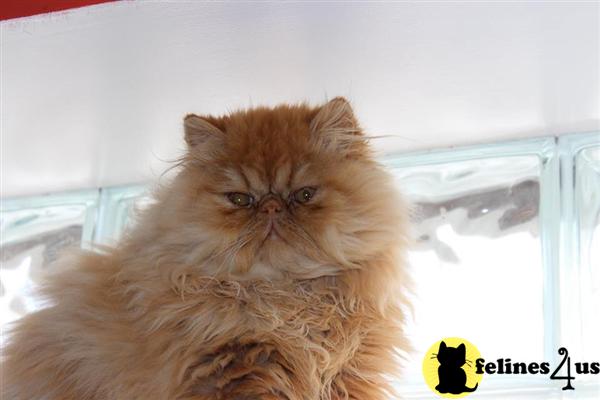 Red Persian Kittens For Sale - Top Pedigrees - imported lines