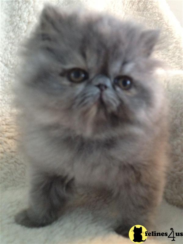 Blue-Cream Persian Female Kitten - Outstanding Quality