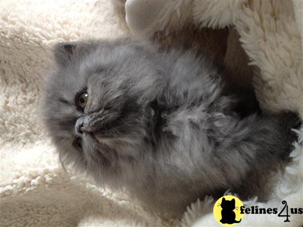 Blue-Cream Persian Female Kitten - Outstanding Quality