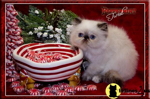 TORTIE POINT HIMALAYAN FEMALE KITTEN