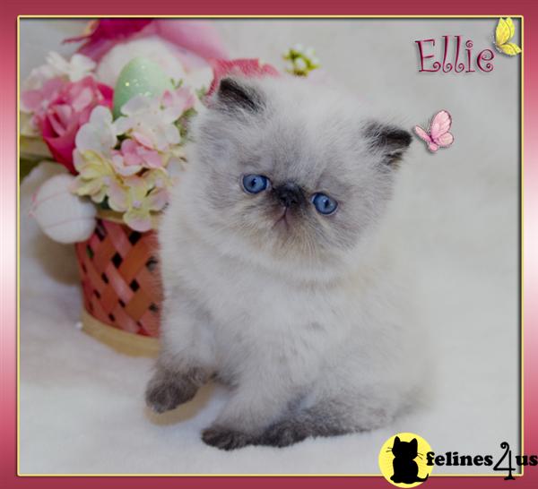 Himalayan Kitten for Sale: HIMALAYAN KITTEN-FEMALE TORTIE POINT 8 Yrs ...