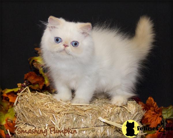 FlAME LYNX POINT HIMALAYAN