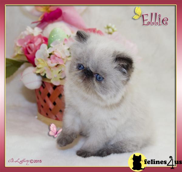 Himalayan Kitten for Sale: HIMALAYAN KITTEN-FEMALE TORTIE POINT 8 Yrs ...