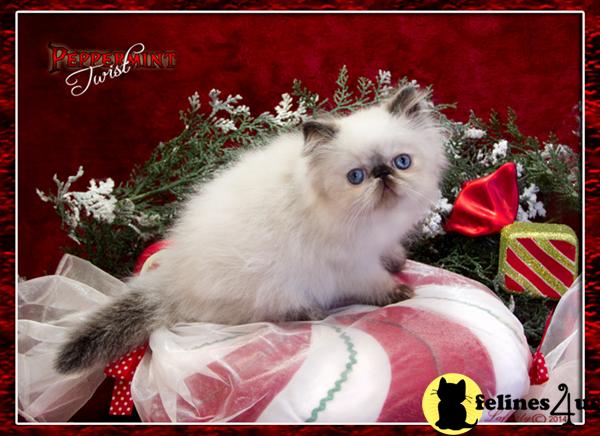 TORTIE POINT HIMALAYAN FEMALE KITTEN