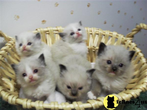 5 week old Ragdoll kittens