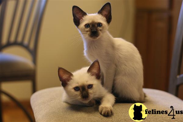 Siamese Kitten for Sale: Traditional Seal Point Siamese kittens in ...