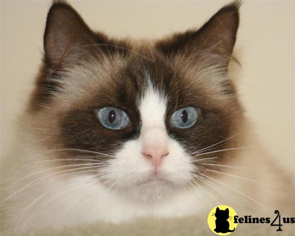 2 gorgeous Ragdolls available for adoption