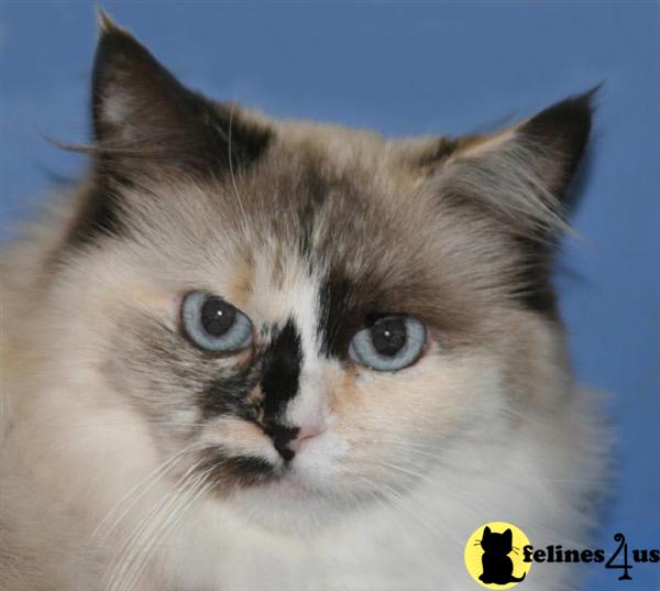 2 gorgeous female ragdoll cats for adoption
