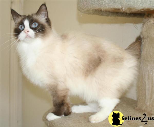 2 gorgeous Ragdolls available for adoption