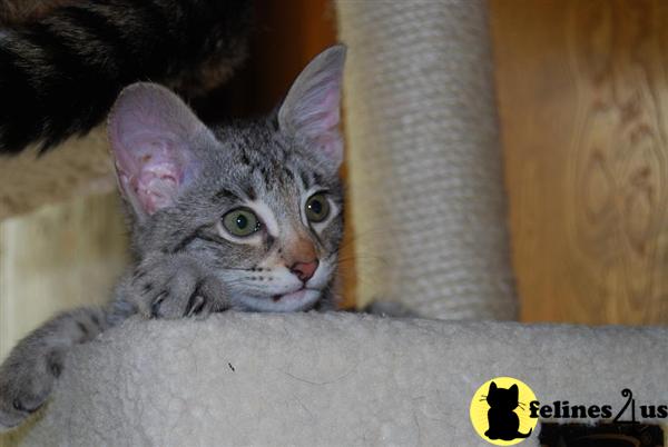 F2B Silver Savannah female kitten