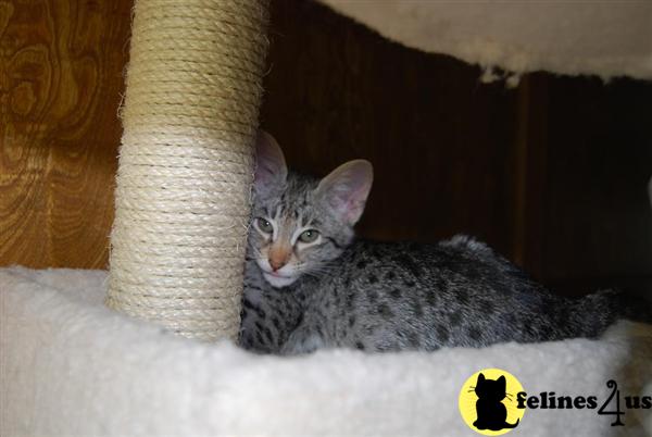 F2B Silver Savannah female kitten