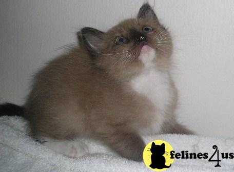 Mink Ragdoll kitten for sale in Atlanta Georgia Landmarkragdoll.com