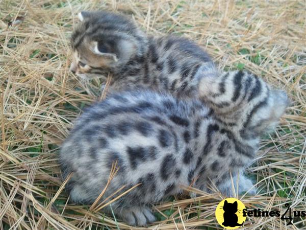 AMAZING F3 BENGAL FEMALE