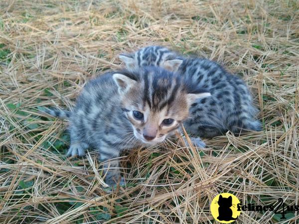 AMAZING F3 BENGAL FEMALE