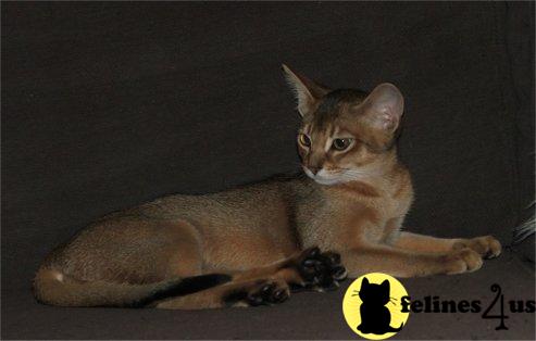 Ismisha Abyssinians Burmese Singapuras
