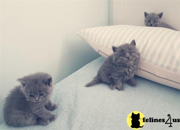 Healthy BSH kittens from Champion-Parents