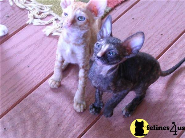Cornish Rex Kittens for Sale