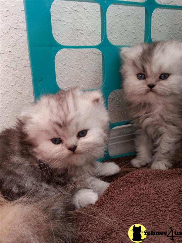 2 CFA Shaded SIlver Persian Females