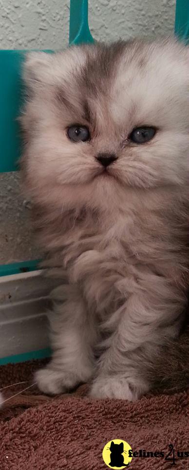2 CFA Shaded SIlver Persian Females