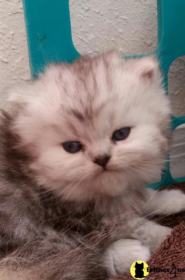 2 CFA Shaded SIlver Persian Females