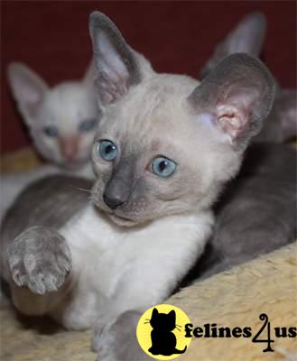 Cornish Rex Kitten for Sale: Cornish Rex kittens - boys 15 Yrs old
