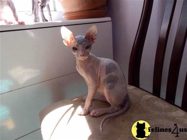 Adorable Hairless Donskoy Sphynx kittens