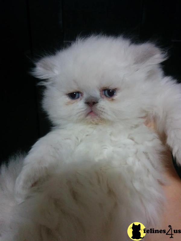CFA Lilac Point Male Himalayan Kitten