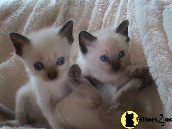 Siamese Kittens