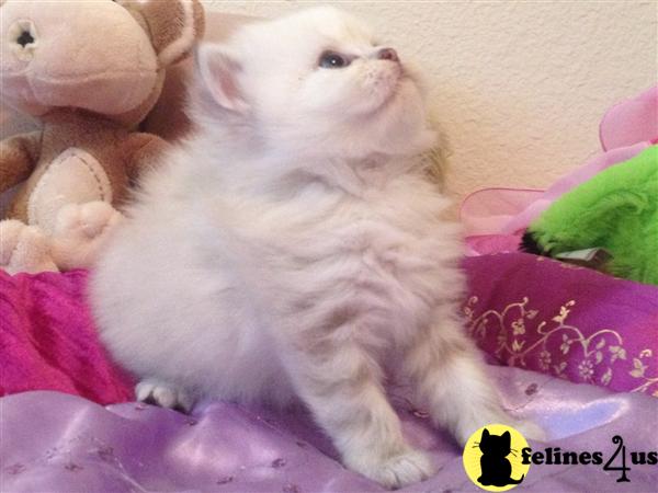 CFA Blue Cream Lynx Point Persian Kitten