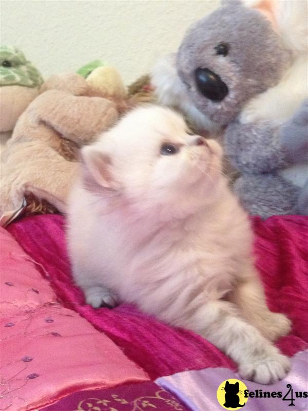 CFA Blue Cream Lynx Point Persian Kitten