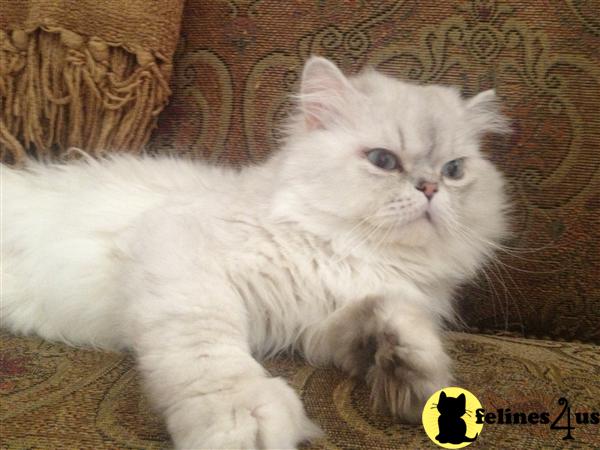 CFA Blue Cream Lynx Point Persian Kitten