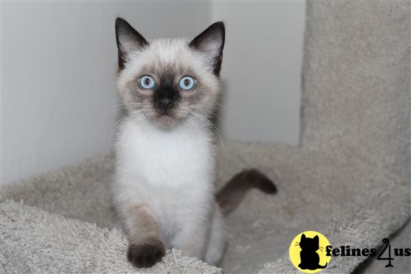 Beautiful Ragamese Kittens