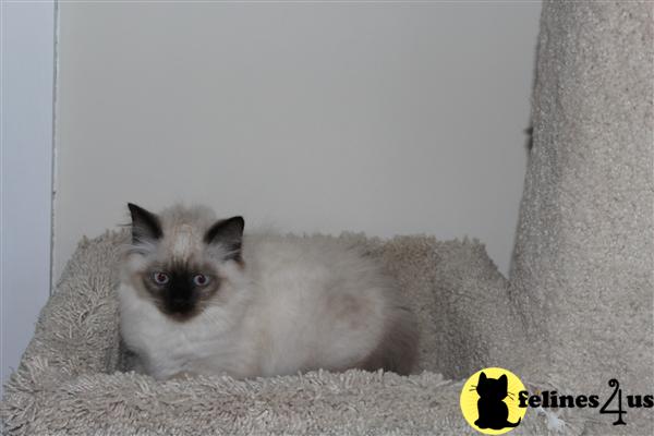 Beautiful Ragamese Kittens