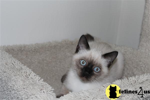 Beautiful Ragamese Kittens