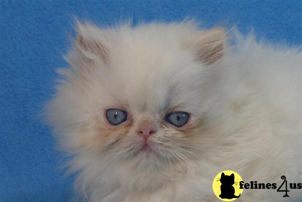 Himalayan cream point baby girl CFA