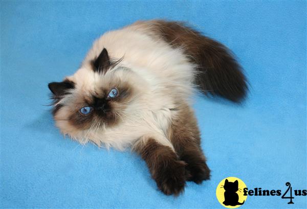 beautiful seal point boy