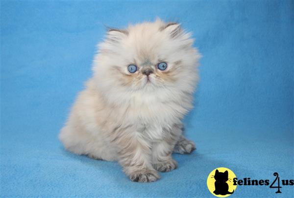 Himalayan seal lynx point baby boy CFA