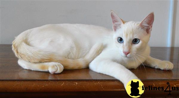 ACA Registered Cream Point Siamese