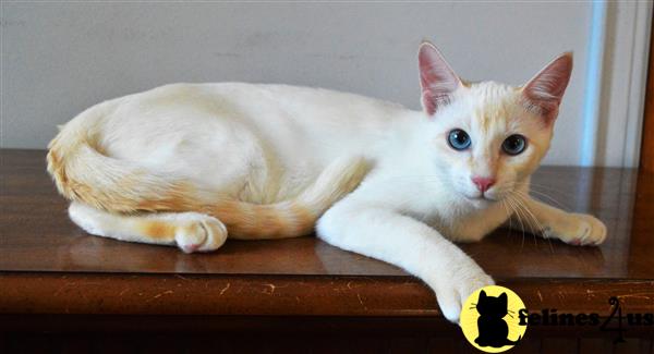 ACA Registered Cream Point Siamese
