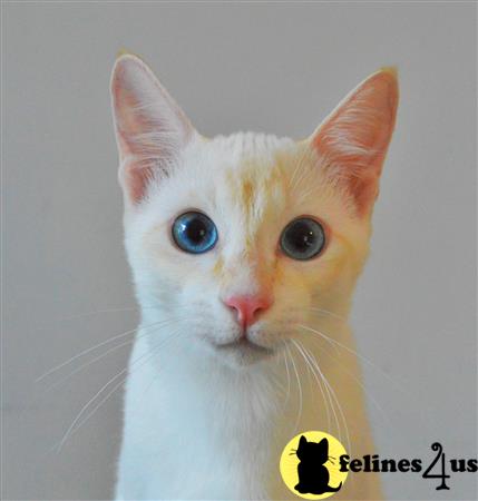 ACA Registered Cream Point Siamese